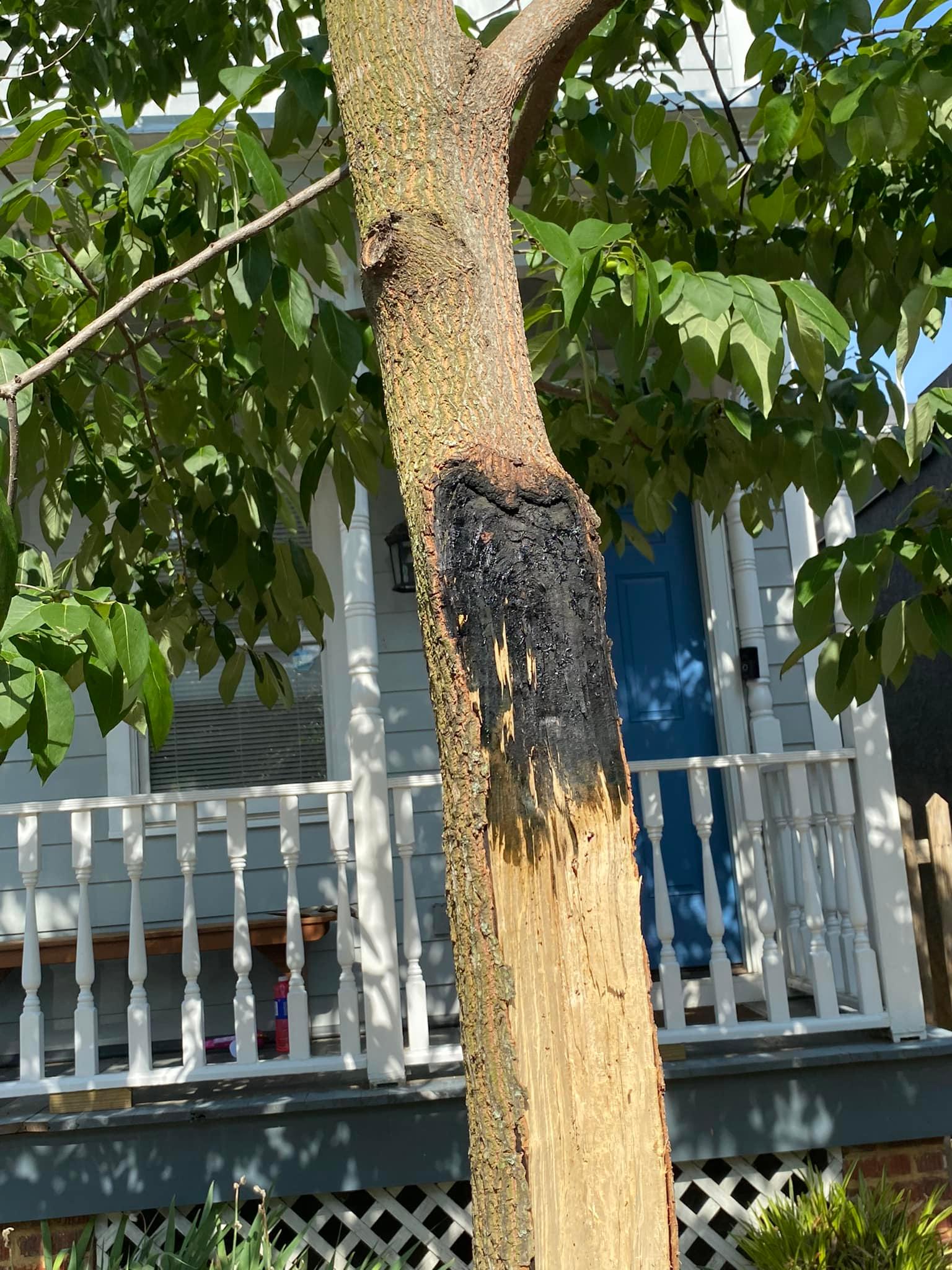 Lightning Struck Tree On Pine | Oregon Hill