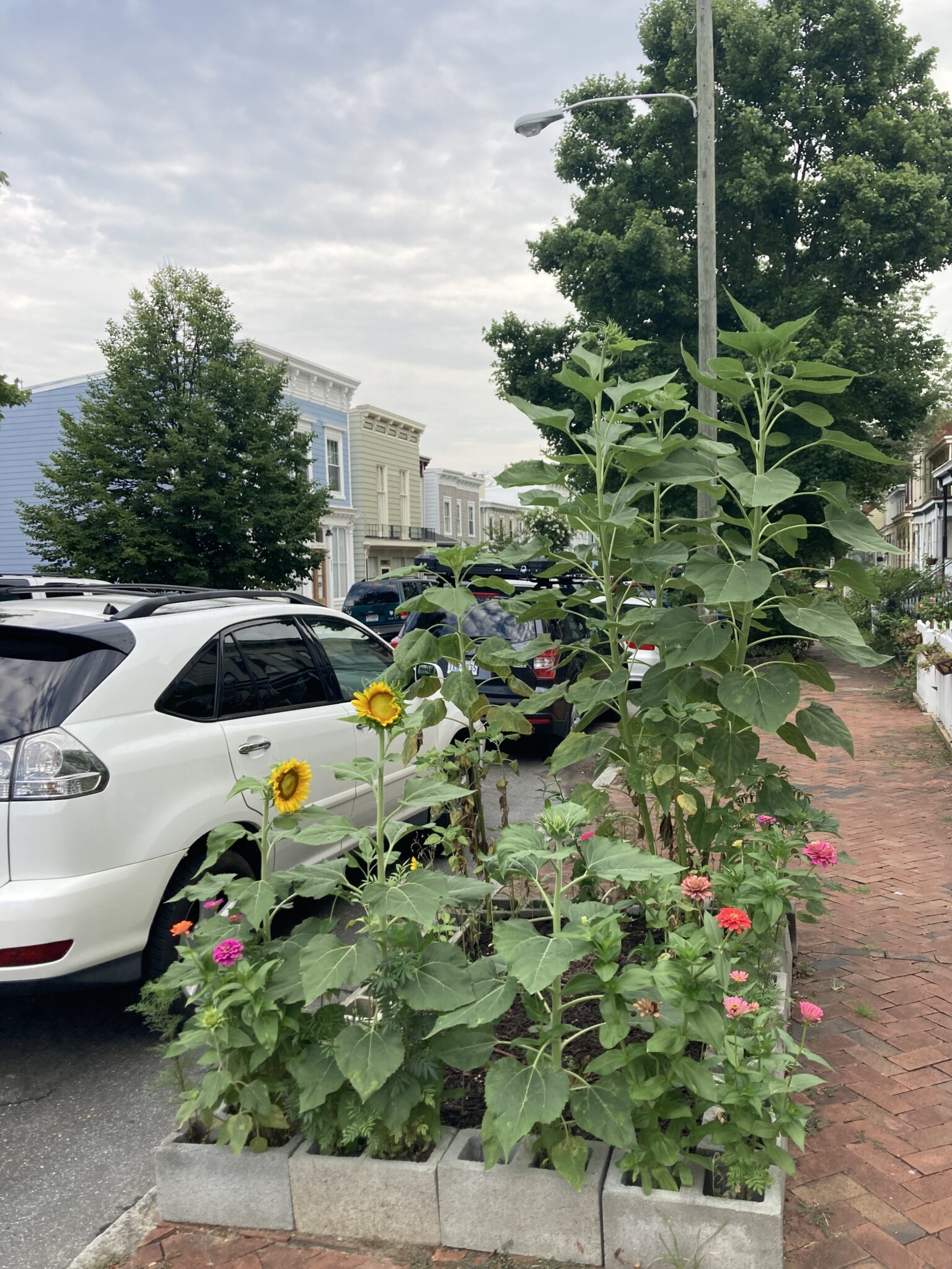 Oregon Hill | News For Oregon Hill, in Richmond, VA