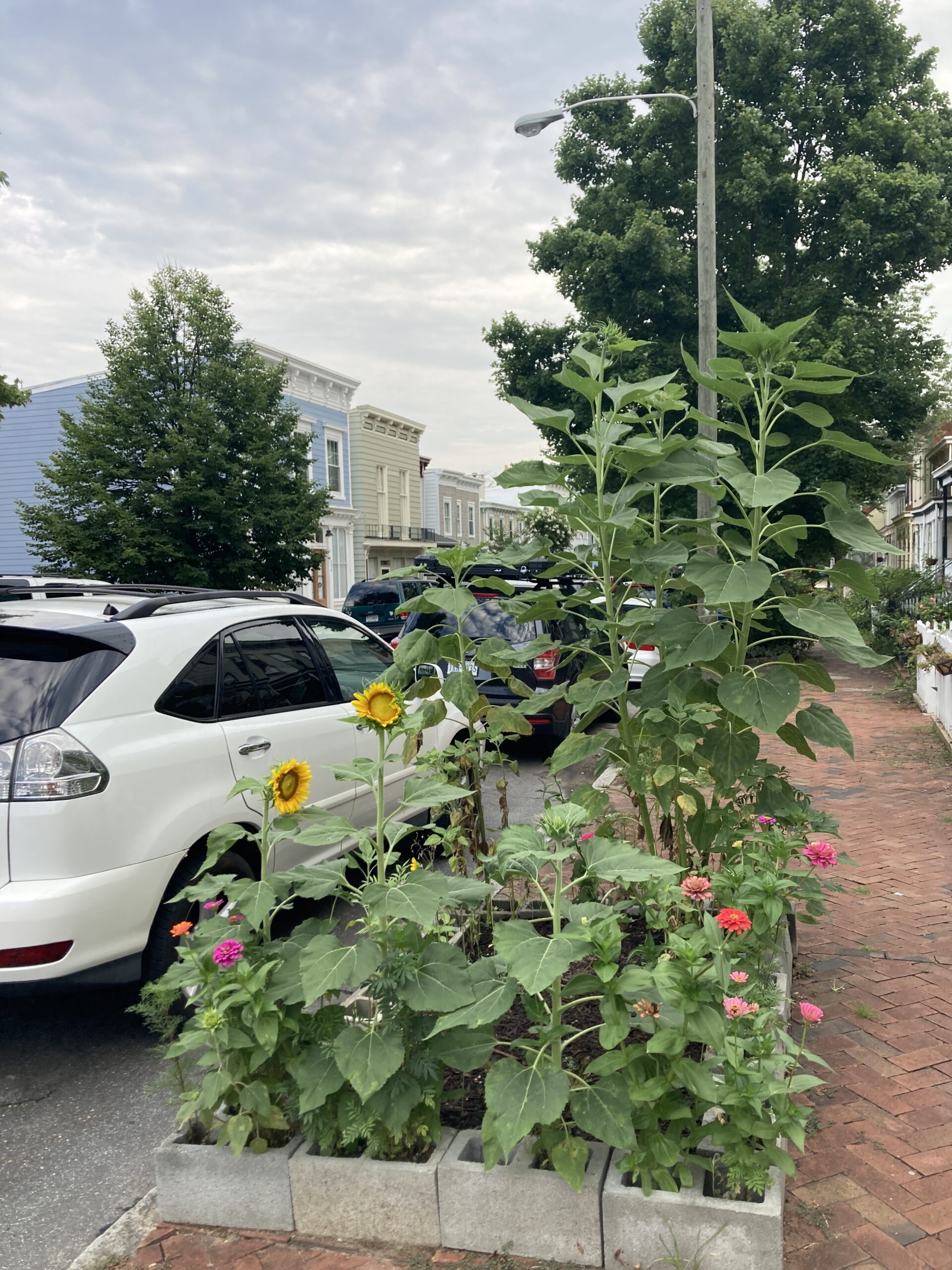 Oregon Hill | News For Oregon Hill, in Richmond, VA